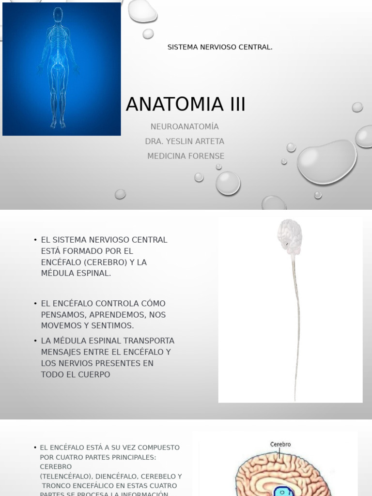 Neuroanatomía del Sistema Nervioso Central | PDF | Fluido ...