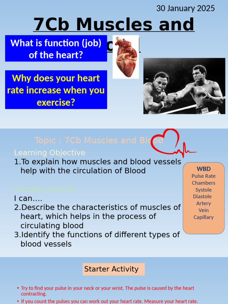 7Cb Muscles and Blood (1) | PDF | Blood | Heart