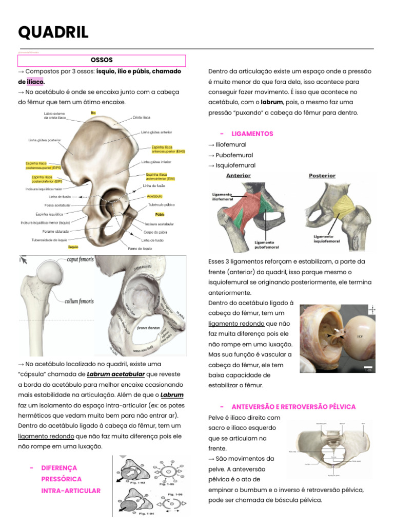 Anatomia e Funções do Quadril | PDF | Pélvis | Quadril
