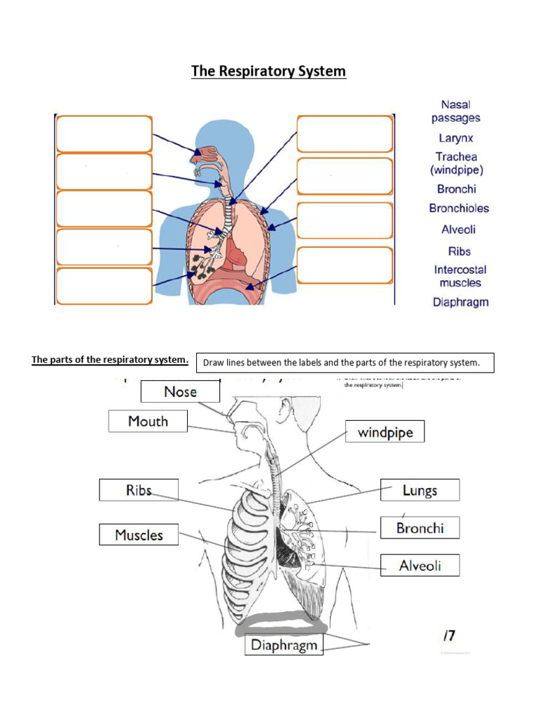 Unlabeled Respiratory System Diagram | PDF