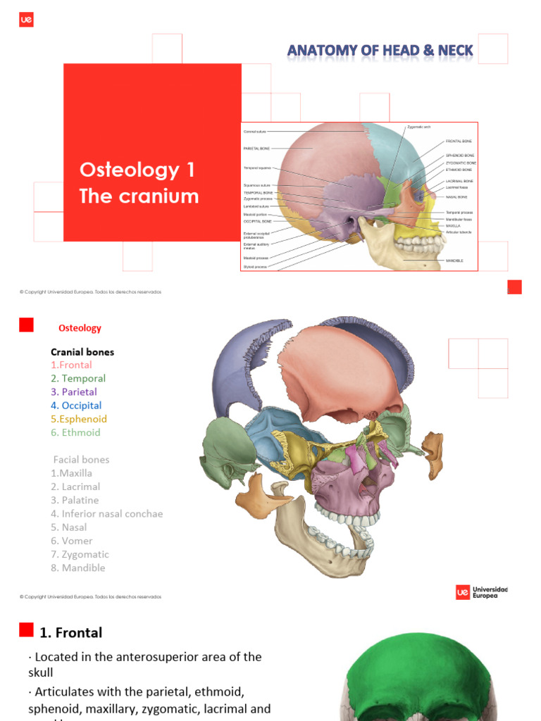 Osteology 1 | PDF | Skull | Musculoskeletal System