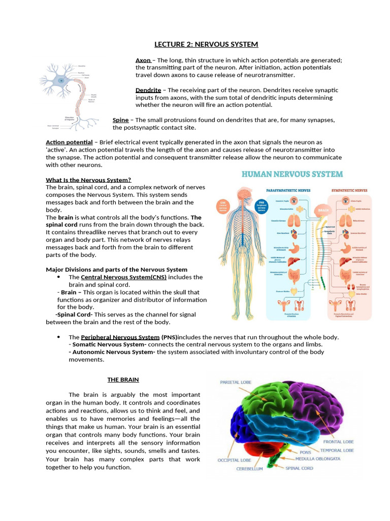 Nervous System_lec 2 | PDF | Nervous System | Neuron