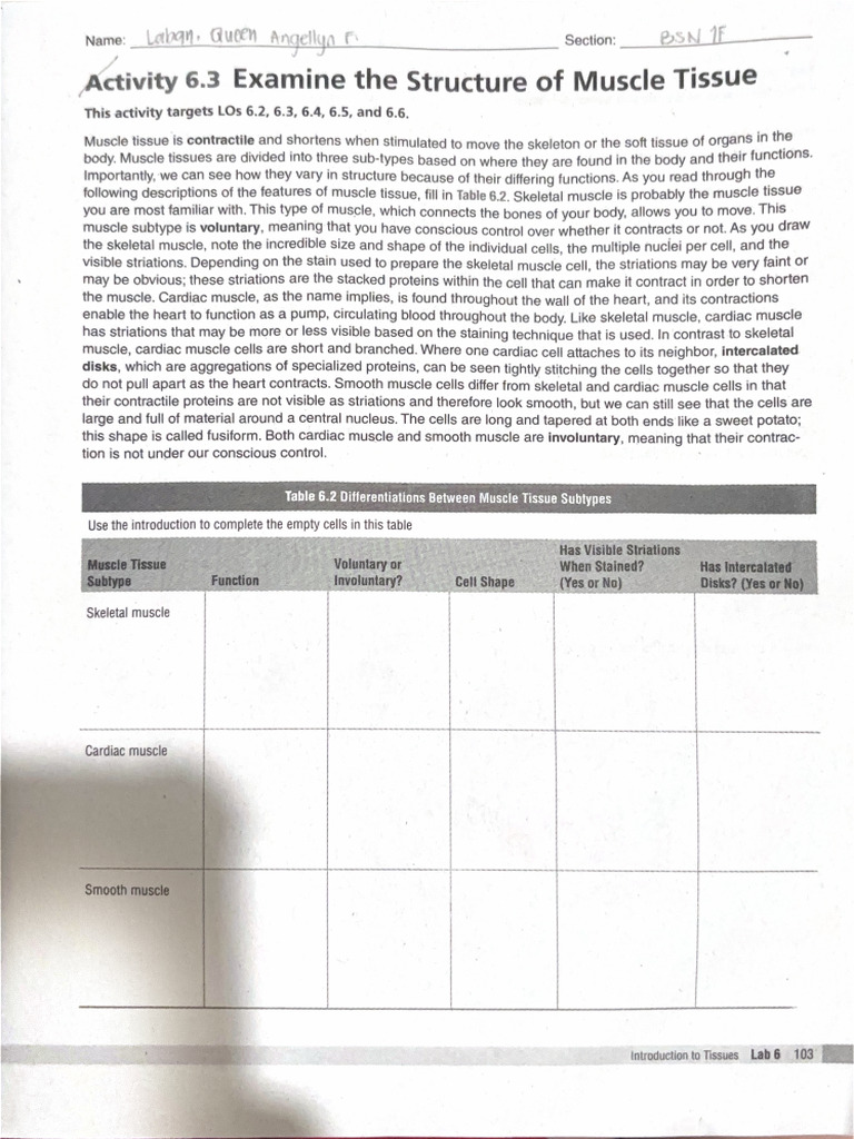 Activity 6.3 Examine The Structure of Muscle Tissue | PDF