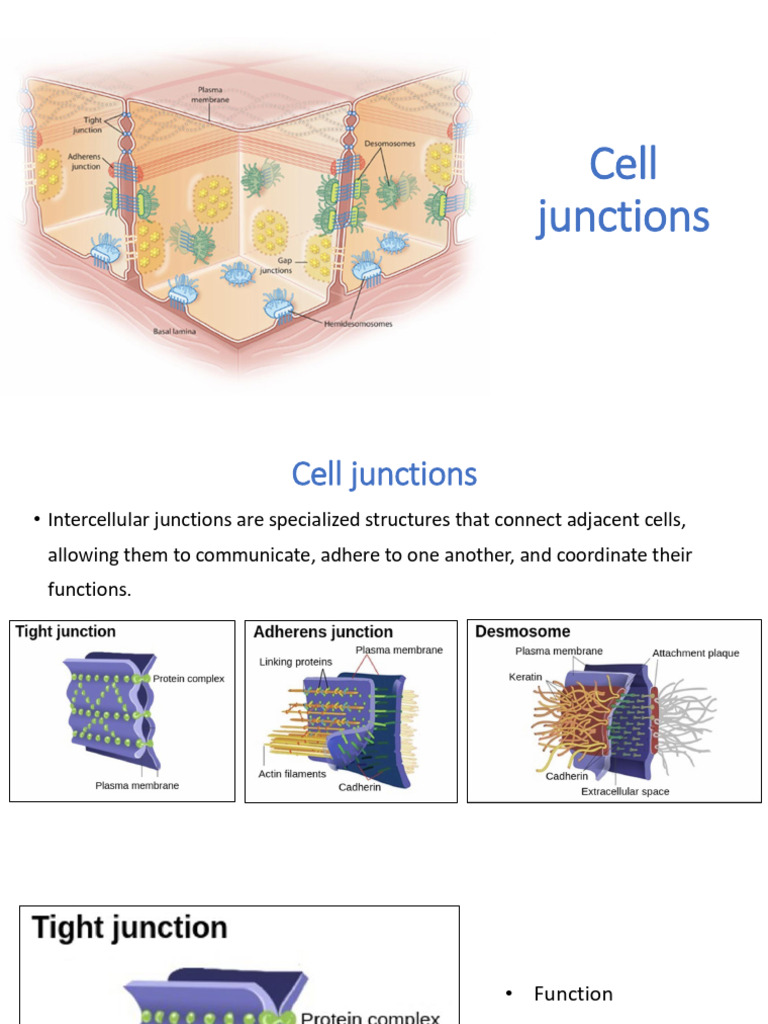 Types of Cell Junctions Explained | PDF | Epithelium | Cell Adhesion