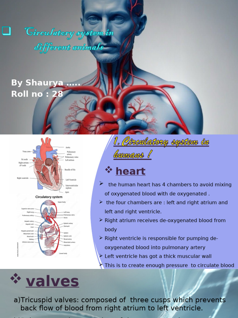 Cheetah's Unique Circulatory Adaptations | PDF | Heart Valve ...