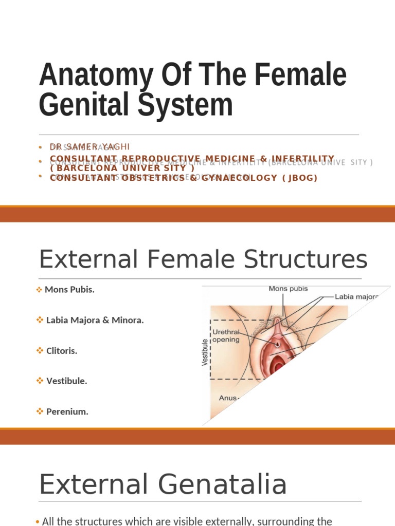 Anatomy Of Female Genital System Pdf Uterus Vagina