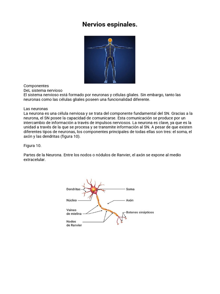 nervios espinales | PDF
