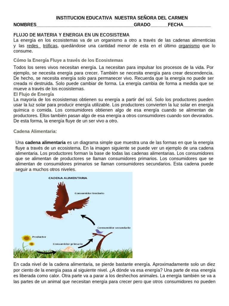 Flujo de Energía en Ecosistemas | PDF | Red alimentaria | Biología