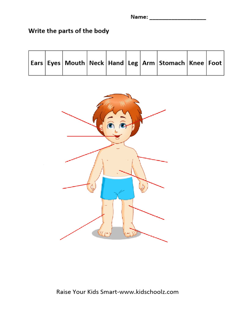 Kids' Body Parts Learning Guide | PDF