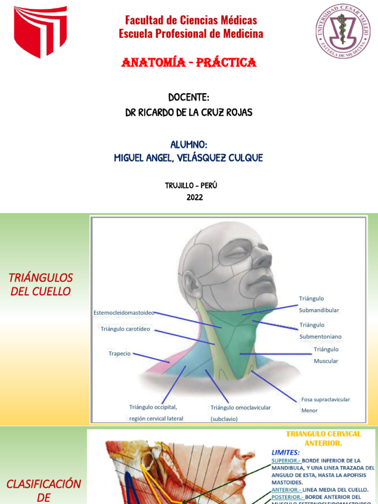 Anatomía de los Triángulos del Cuello | PDF | Anatomía de los primates ...