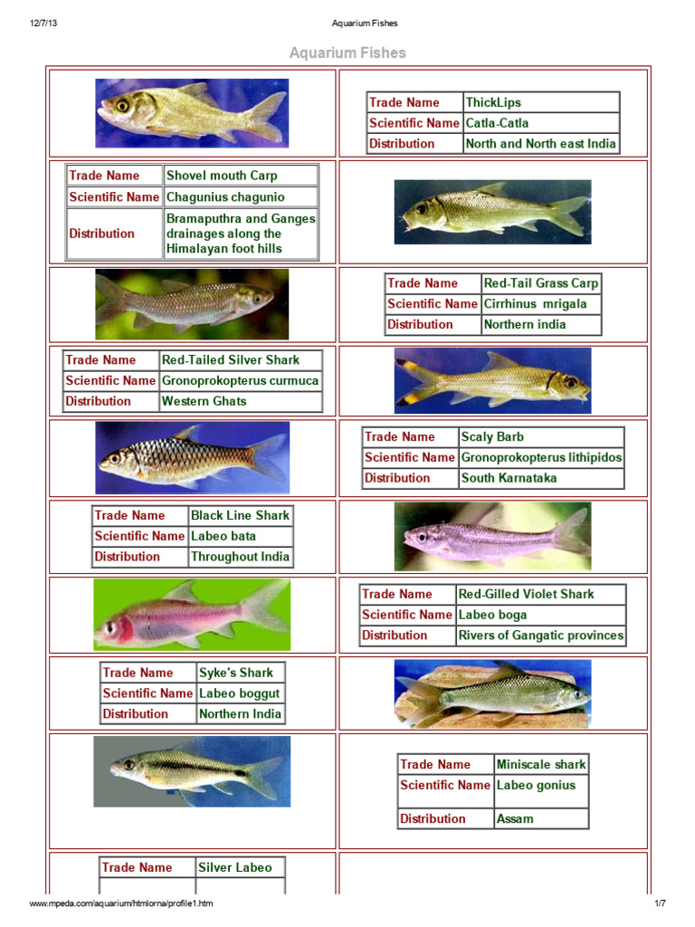 Indian Aquarium Fish Species Guide | PDF | Animals Kept As Pets | Fish