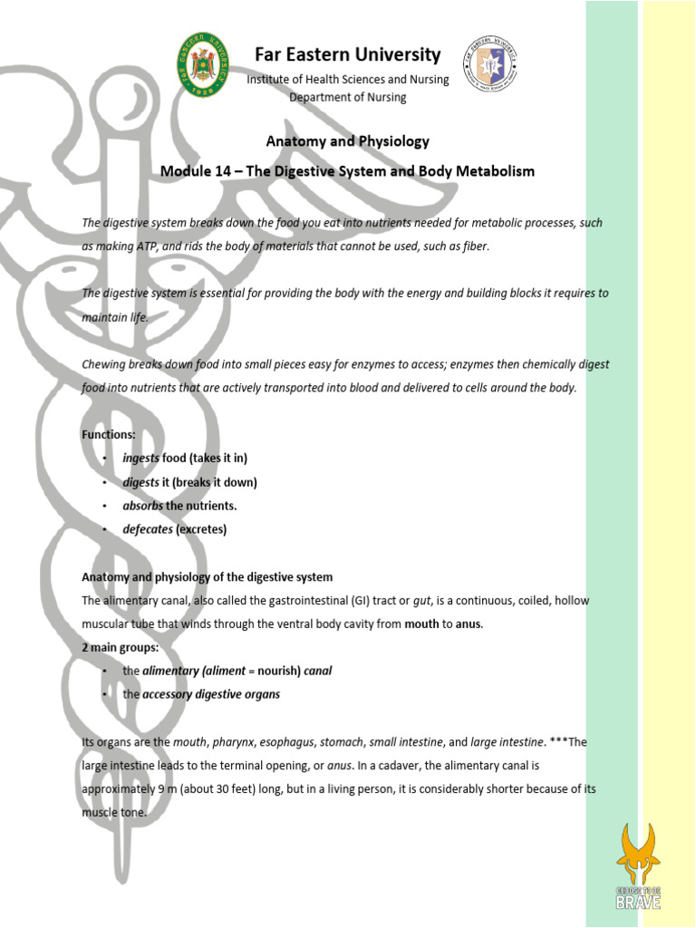 Far Eastern University: Anatomy and Physiology The Digestive System and ...