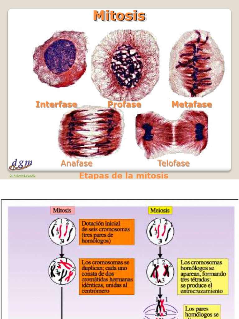 Mitosis y Meiosis: Cromosomas y Herencia | PDF | Mitosis | Cromosoma