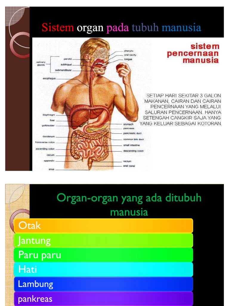 Sistem Organ Pada Tubuh Manusia | PDF