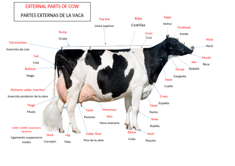 Partes Externas de la Vaca: Guía Completa | PDF