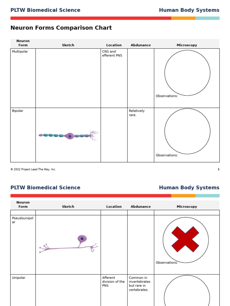Neuron Forms Abundance Comparison Chart | PDF
