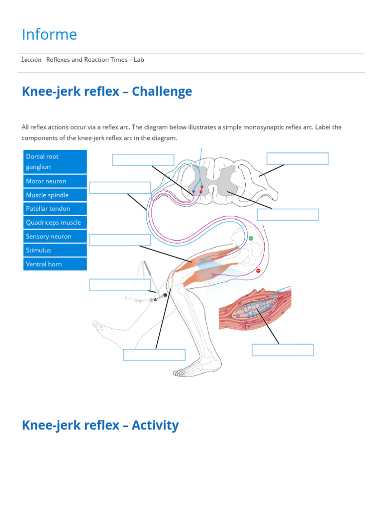 Reflexes and Reaction Times - Lab | PDF | Mental Chronometry | Motor Neuron