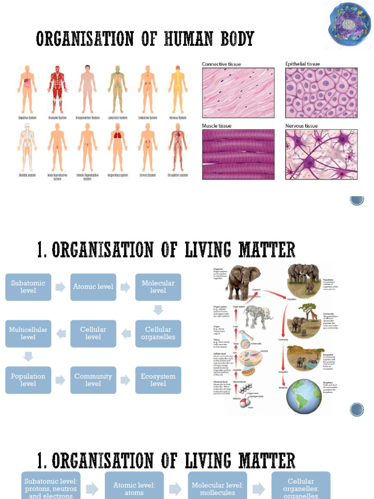 Human Body Organization and Structure | PDF | Muscle | Cell (Biology)