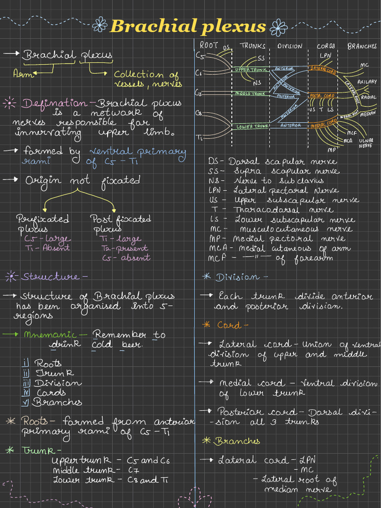 Brachial Plexus | PDF