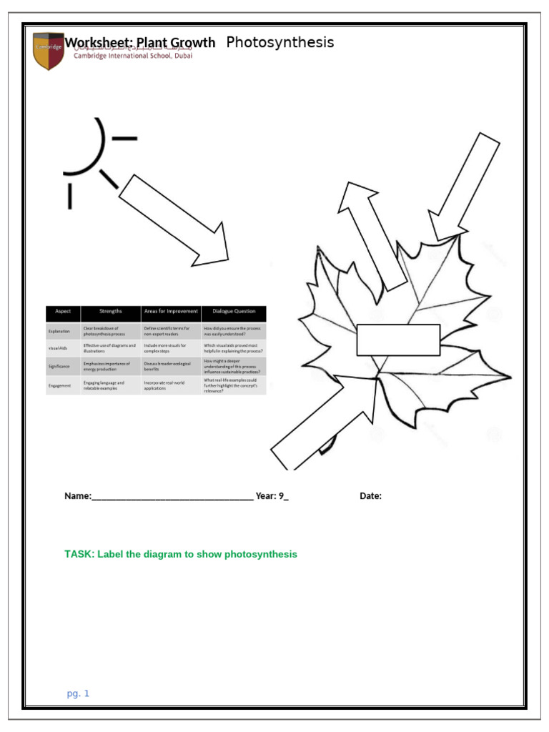 Worksheet Plant Growth 1 | PDF | Photosynthesis | Leaf