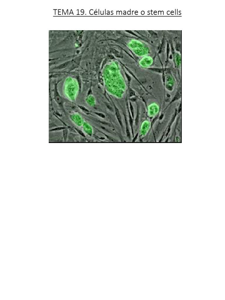 Tema 19. Células Madre o Stem Cells Trabajado | PDF | Célula madre | Potencia celular