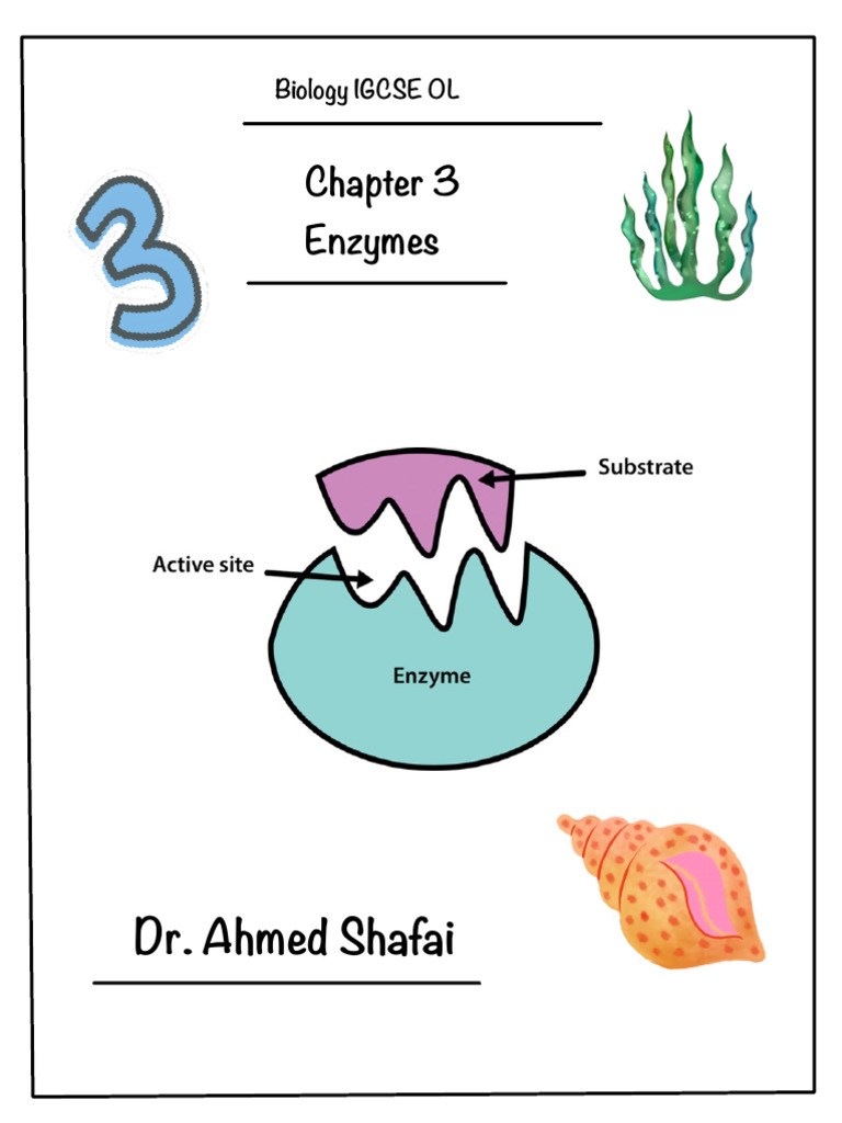 Enzymes | PDF | Active Site | Enzyme