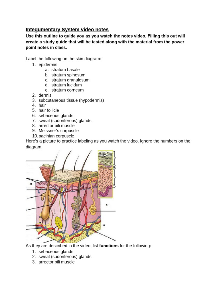 Integumentary System video notes | PDF