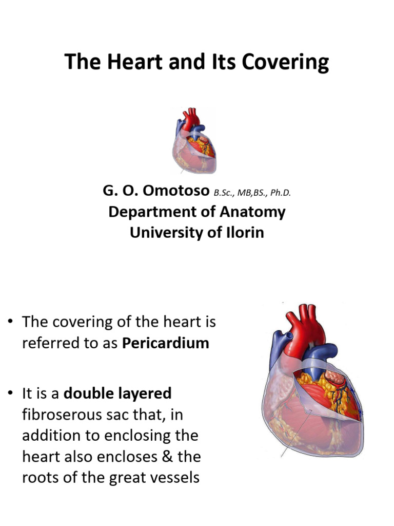 Anatomy of the Heart's Pericardium | PDF | Heart | Vein