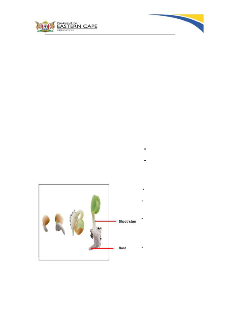 Plant Hormones: Auxins and Growth Responses | PDF | Auxin | Root