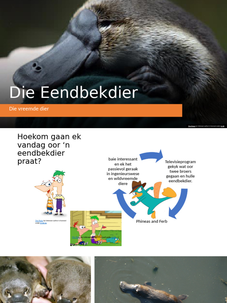 Eendbekdier | PDF