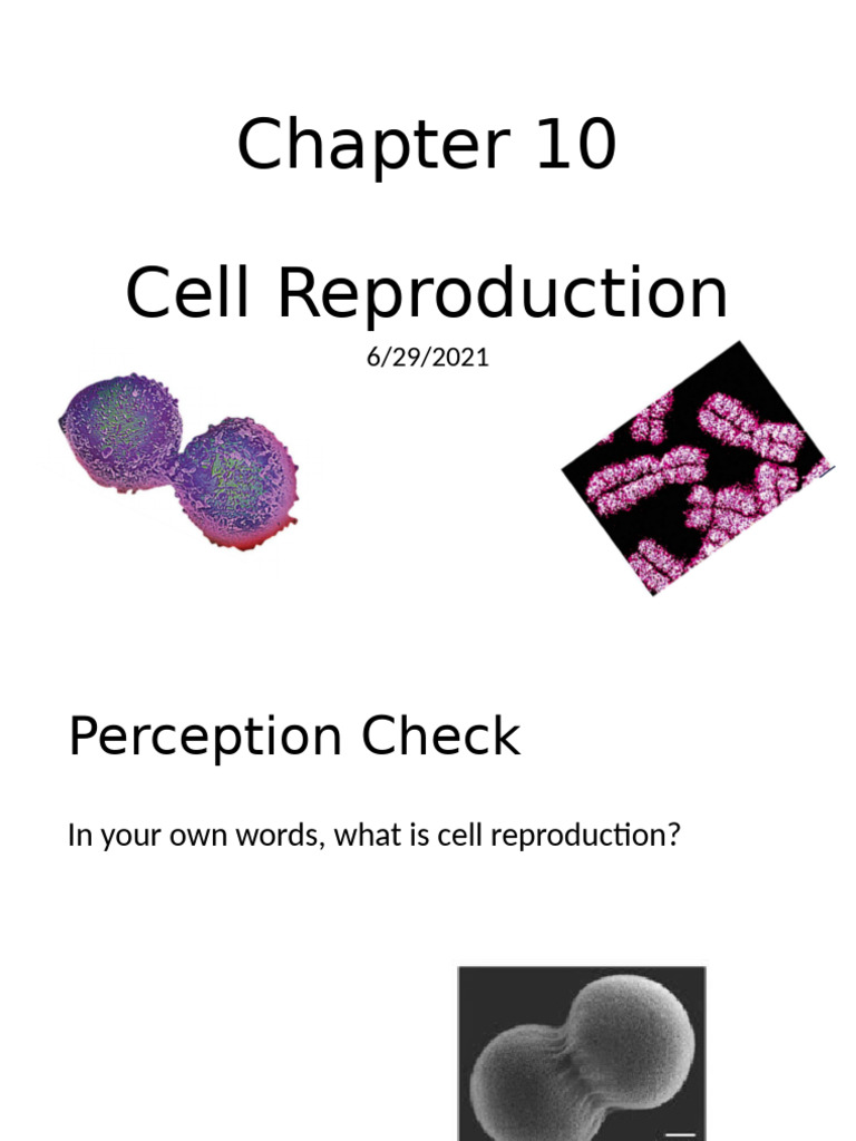 Ch10 Cell Reproduction | PDF | Sexual Reproduction | Chromosome