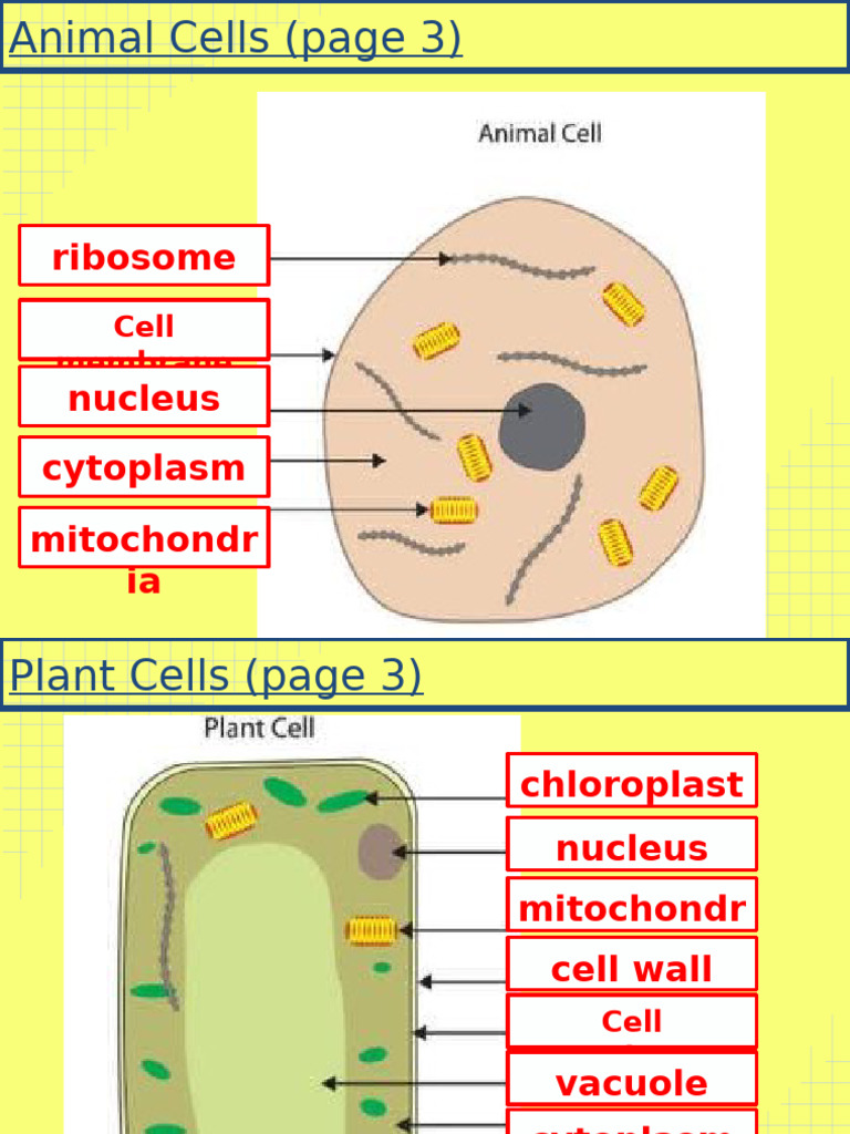 revision slides b1 | PDF | Cell (Biology) | Diffusion