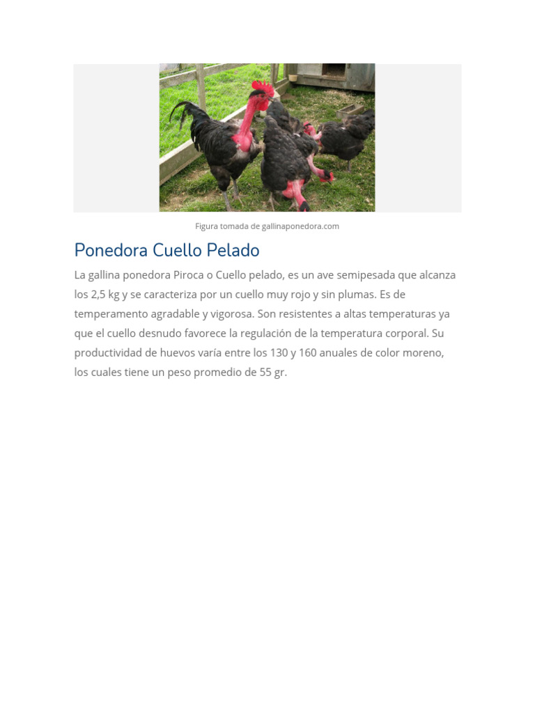 Gallina Ponedora Cuello Pelado: Características | PDF