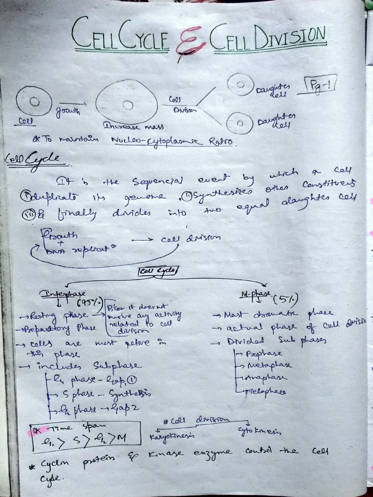 Cell Cycle & Cell Division (L-1 &2) | PDF