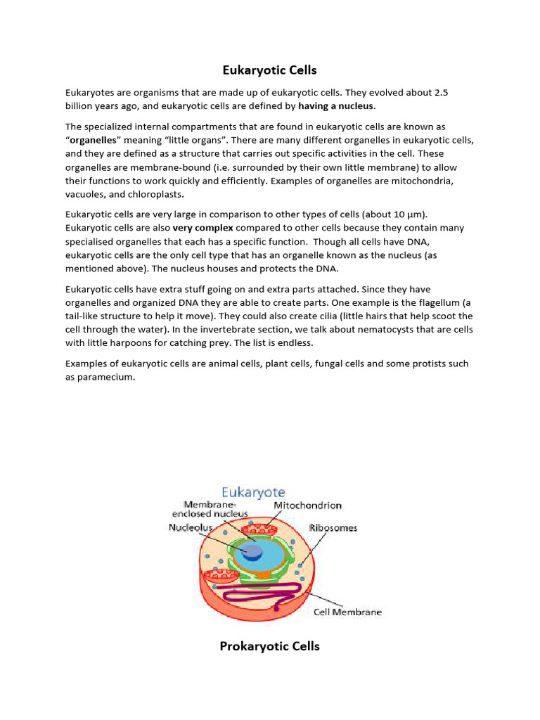 Info - Prokaryotic - Eukaryotic Cells | PDF | Cell (Biology) | Organelle