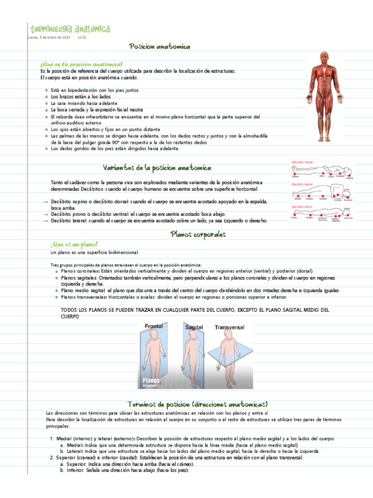 Clase 1 Terminología Anatómica | PDF | Términos anatómicos de ubicación ...