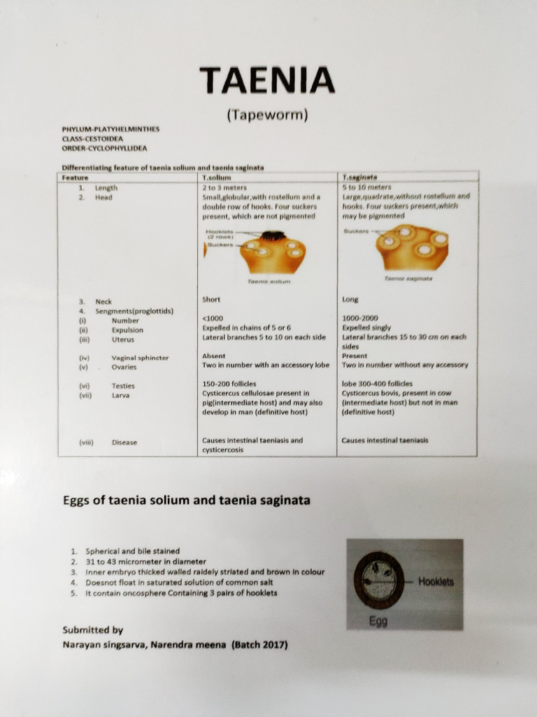 Adult Worms Microbiology | PDF
