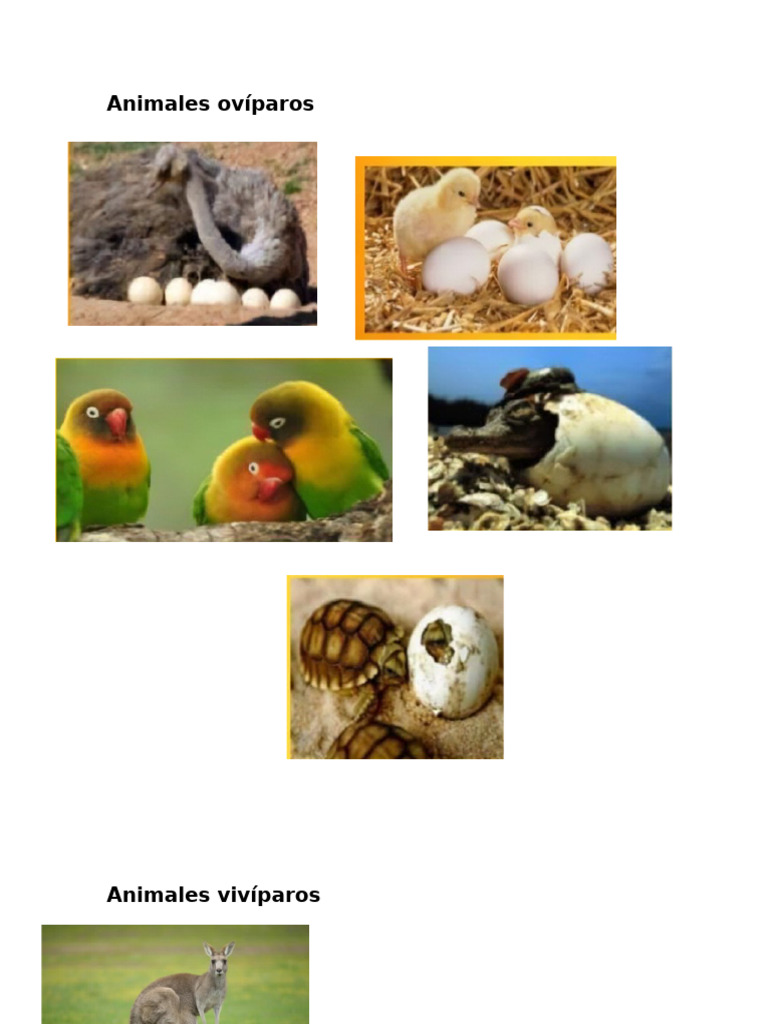 Animales Ovíparos: Características y Ejemplos | PDF