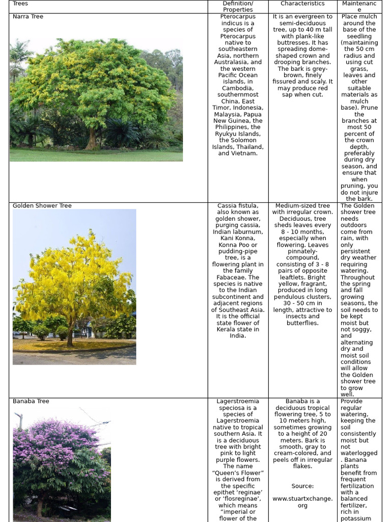 Trees | PDF | Trees | Plants