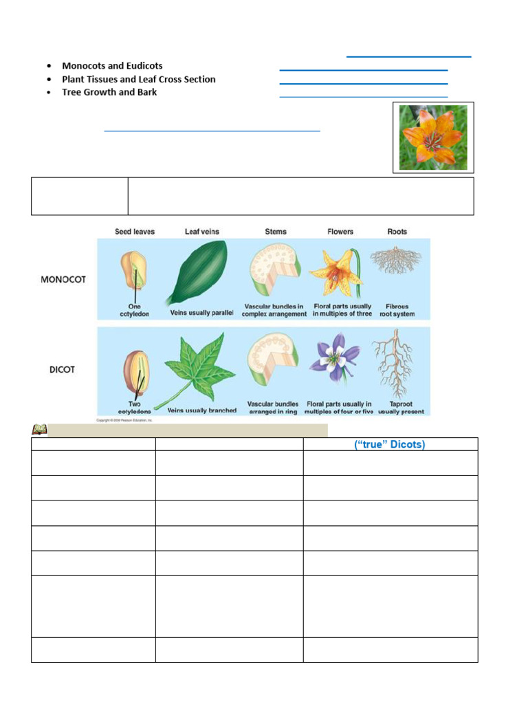 Annotated-Lab 6 Study Guide 1 MonoDicots Tissues Growth and Bark 7feb23 ...