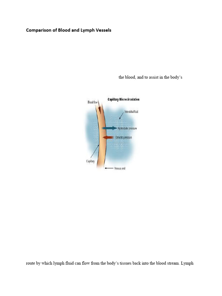 Comparison of Blood and Lymph Vessels | PDF | Lymph | Blood Vessel