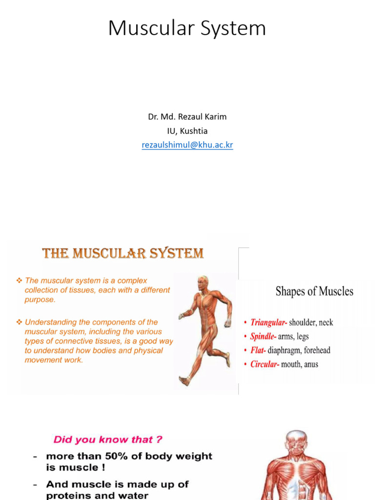 Muscular System | PDF