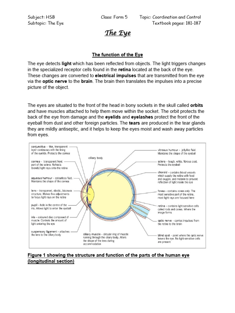 The Eye | PDF | Eye | Color