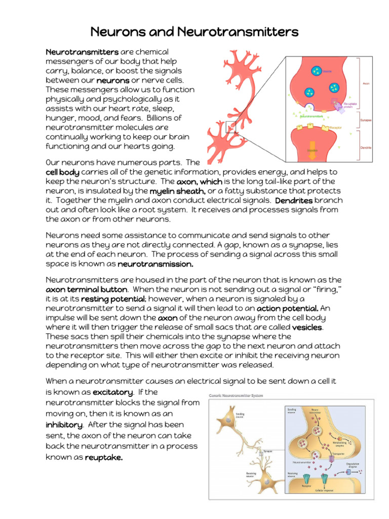 Neurotransmitters Worksheet | PDF | Neuron | Axon