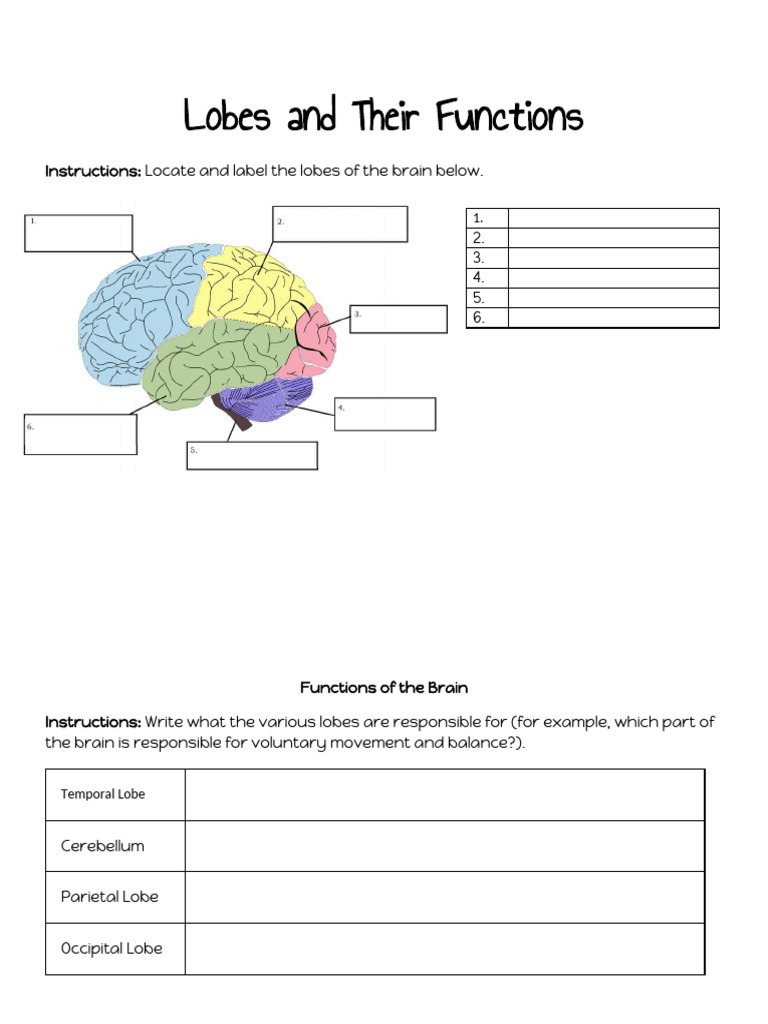 Cerebral Lobes and Functions | PDF