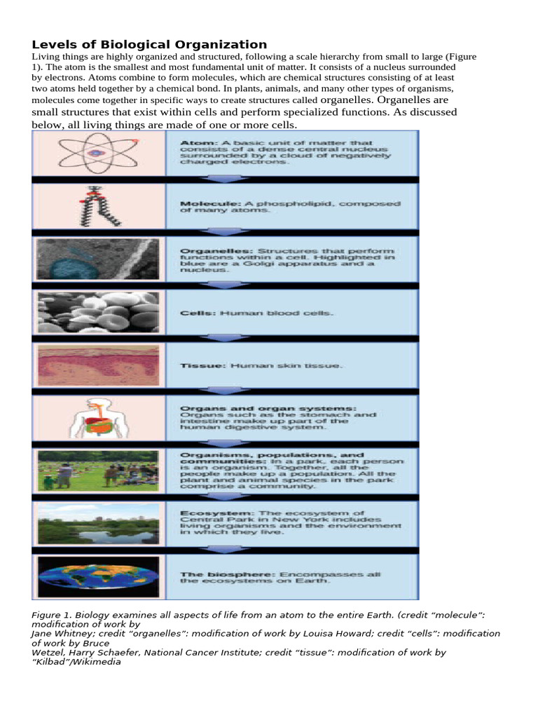 Levels of Biological Organization | PDF | Cell (Biology) | Photosynthesis