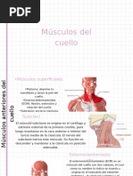 Tabla Musculos Netter | PDF | Laringe | Anatomía humana