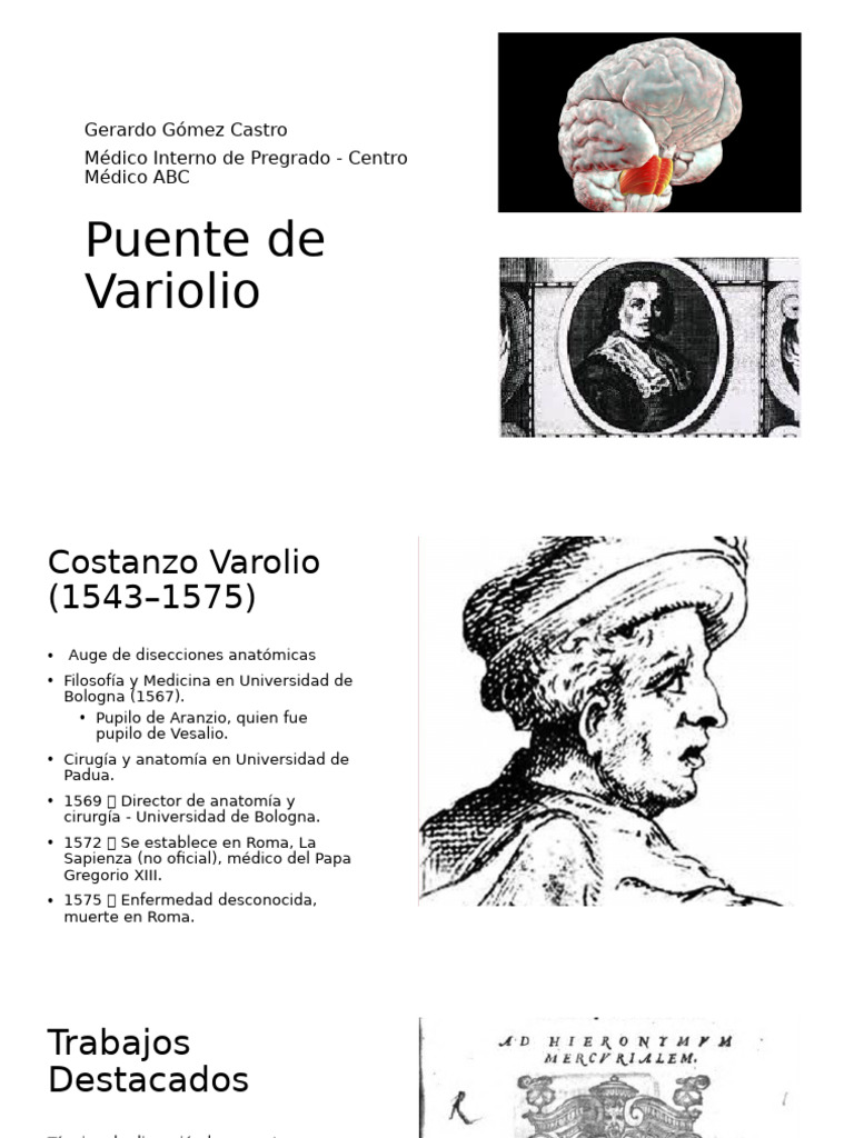 Puente de Varolio | PDF | Sistema nervioso | Anatomía humana