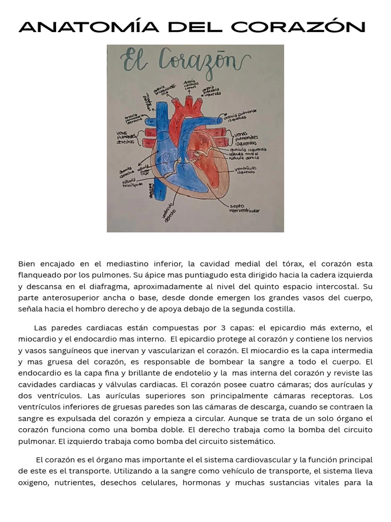 Anatomía y Función del Corazón | PDF