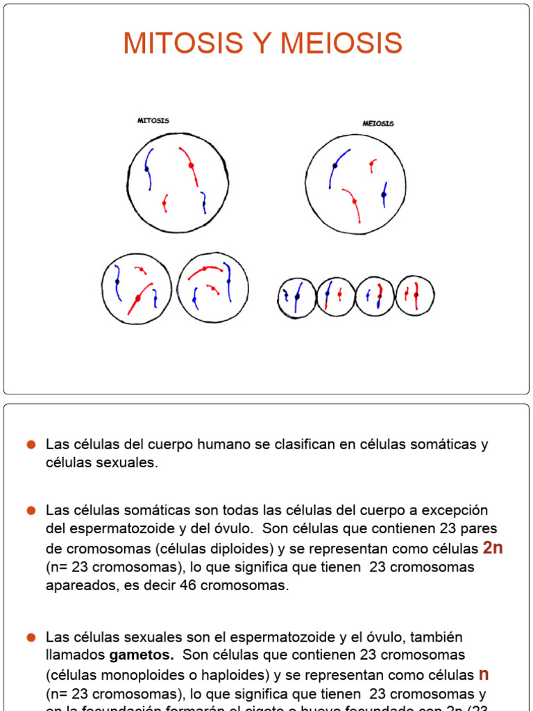 Mitosis y Meiosis: Guía Básica | PDF | Mitosis | Mitosis